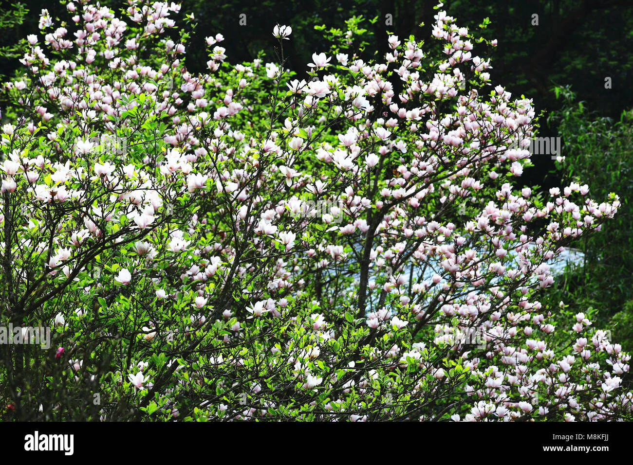 Lotus-flowered Magnolia flowers,beautiful white with purple flowers of ...