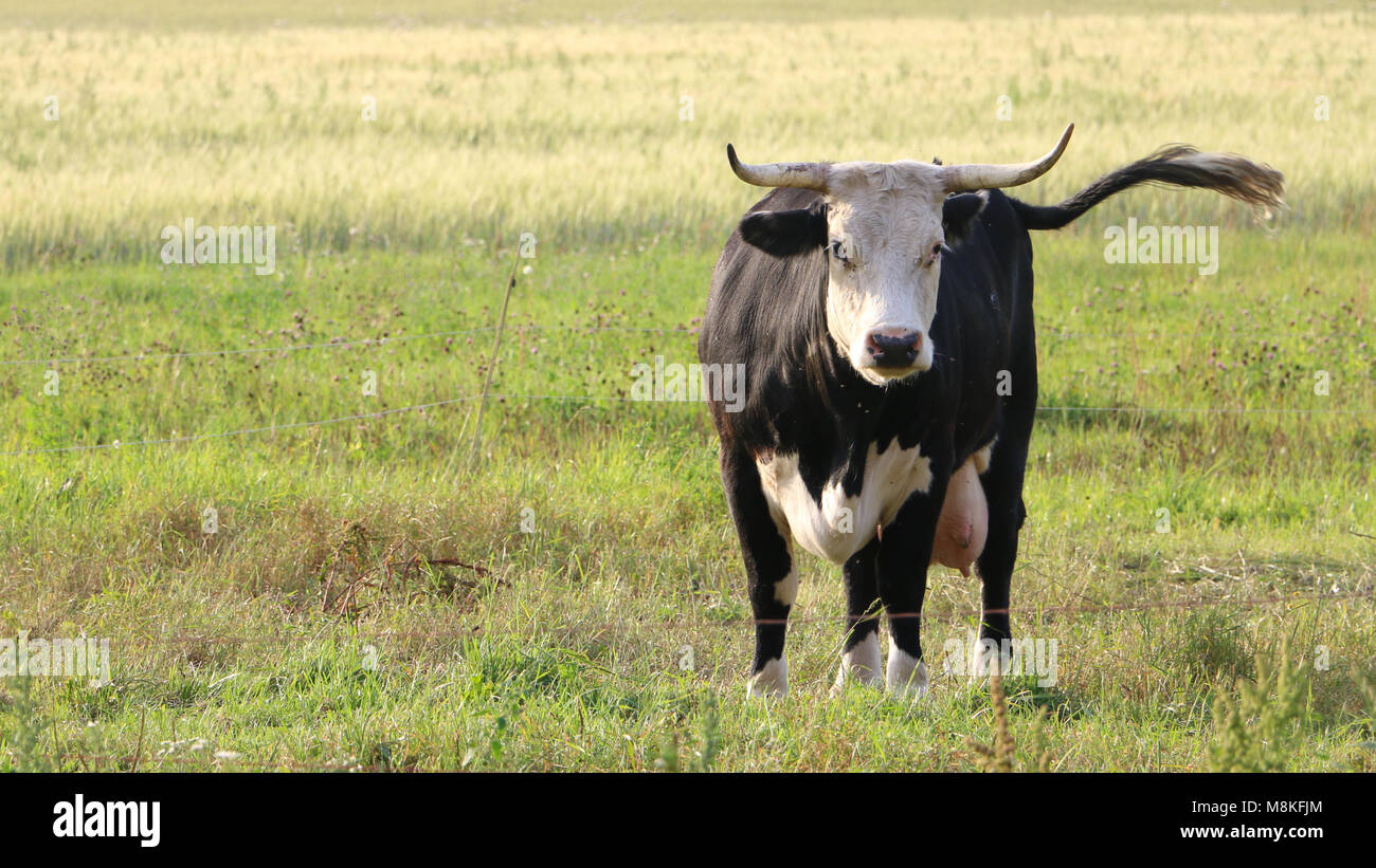 Cow tail hi-res stock photography and images - Alamy