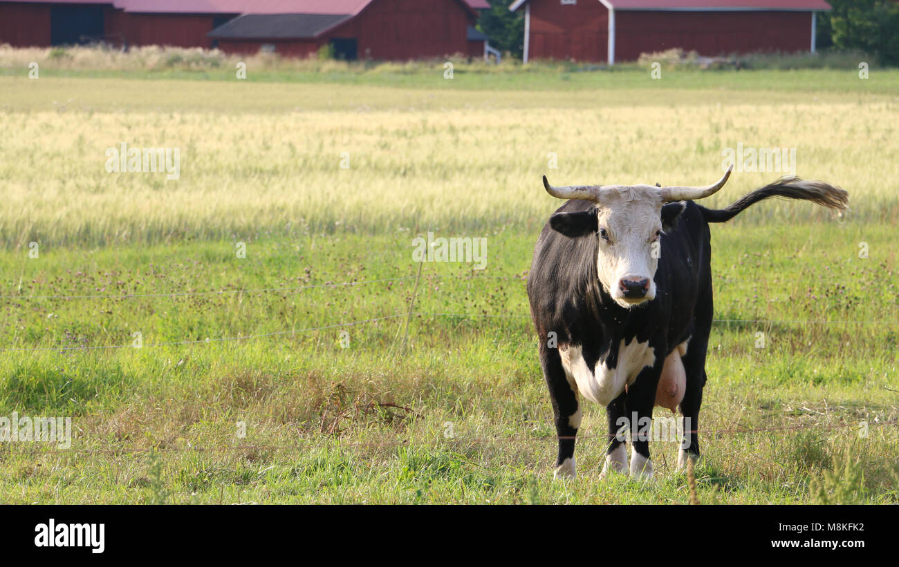 Swedish red and white cattle hi-res stock photography and images - Alamy