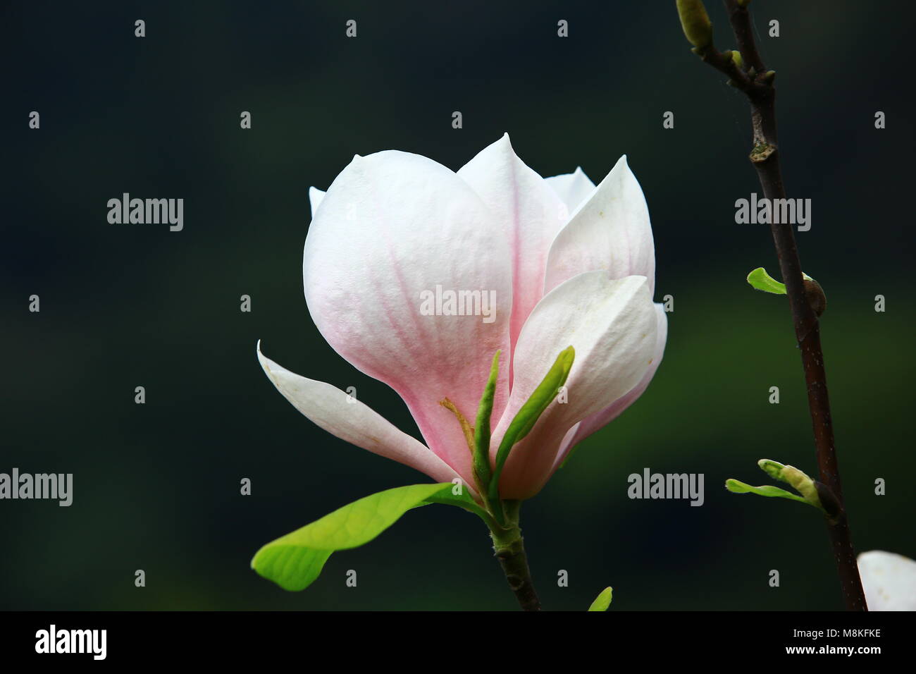 Lotus-flowered Magnolia flower closeup,beautiful white with pink flower ...