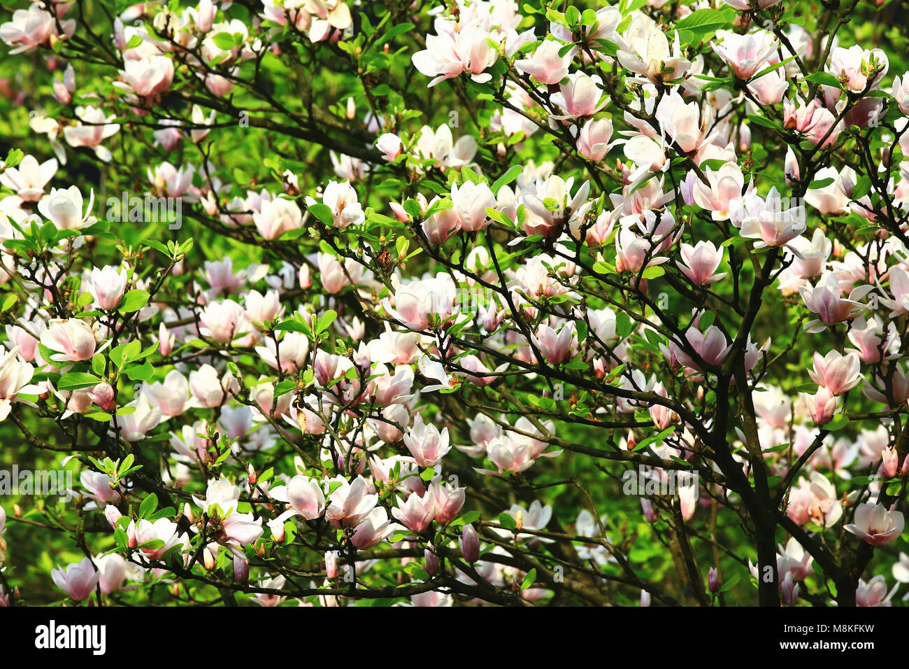 Lotus-flowered Magnolia flowers field closeup,beautiful white with ...