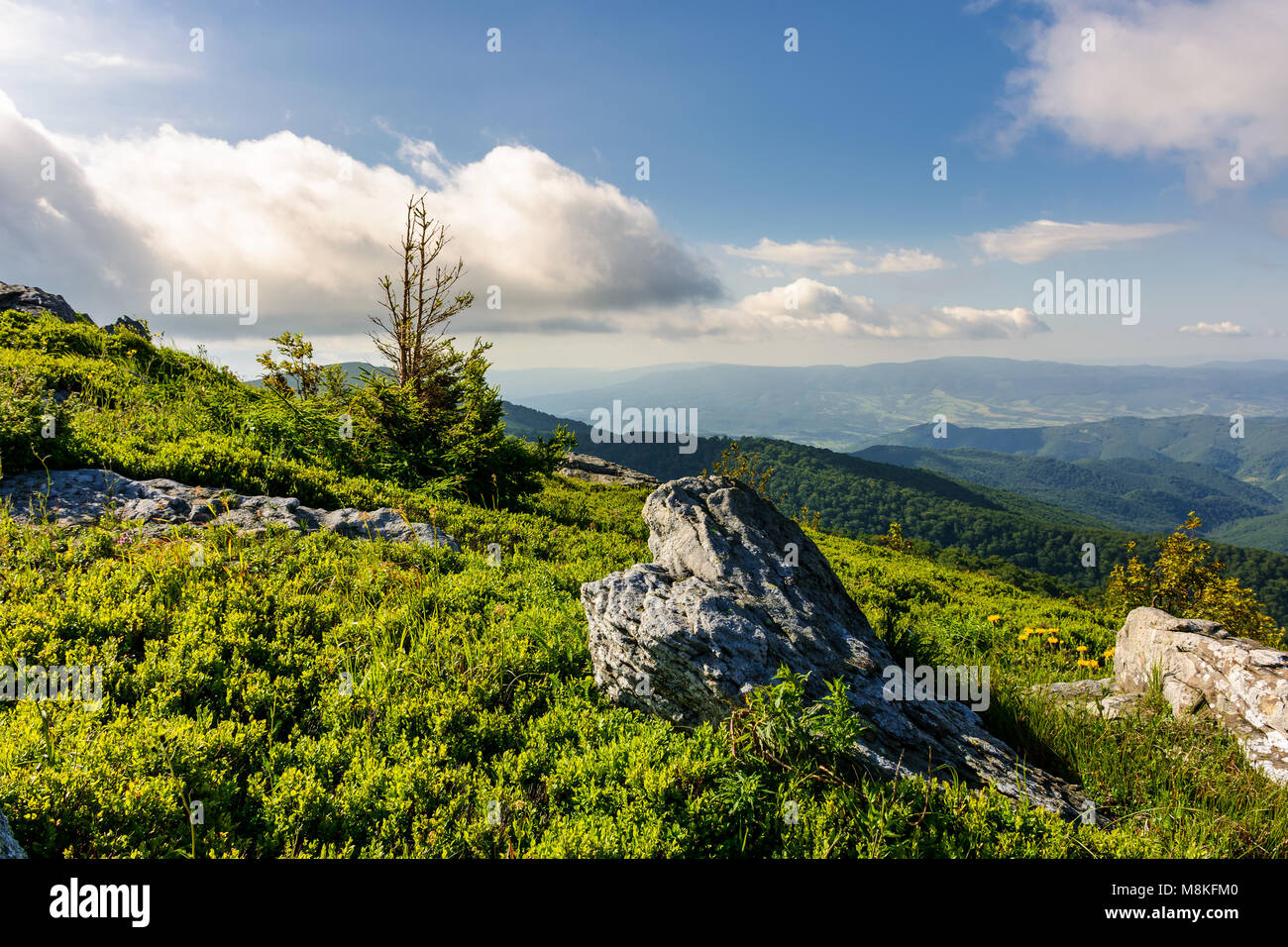 small spruce tree at the top of a hill. beautiful landscape with ...