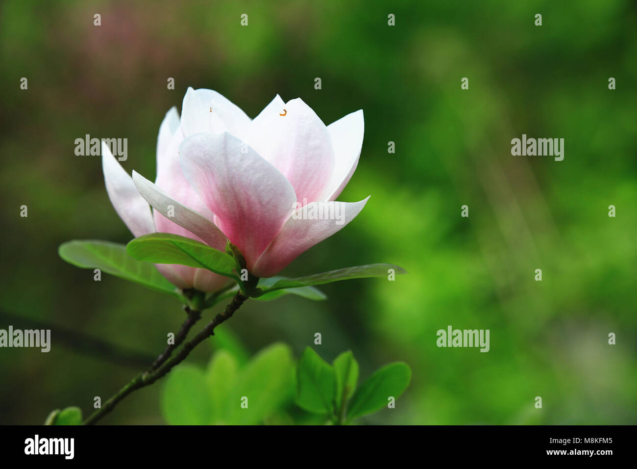 Lotus-flowered Magnolia flower closeup,beautiful white with pink flower ...