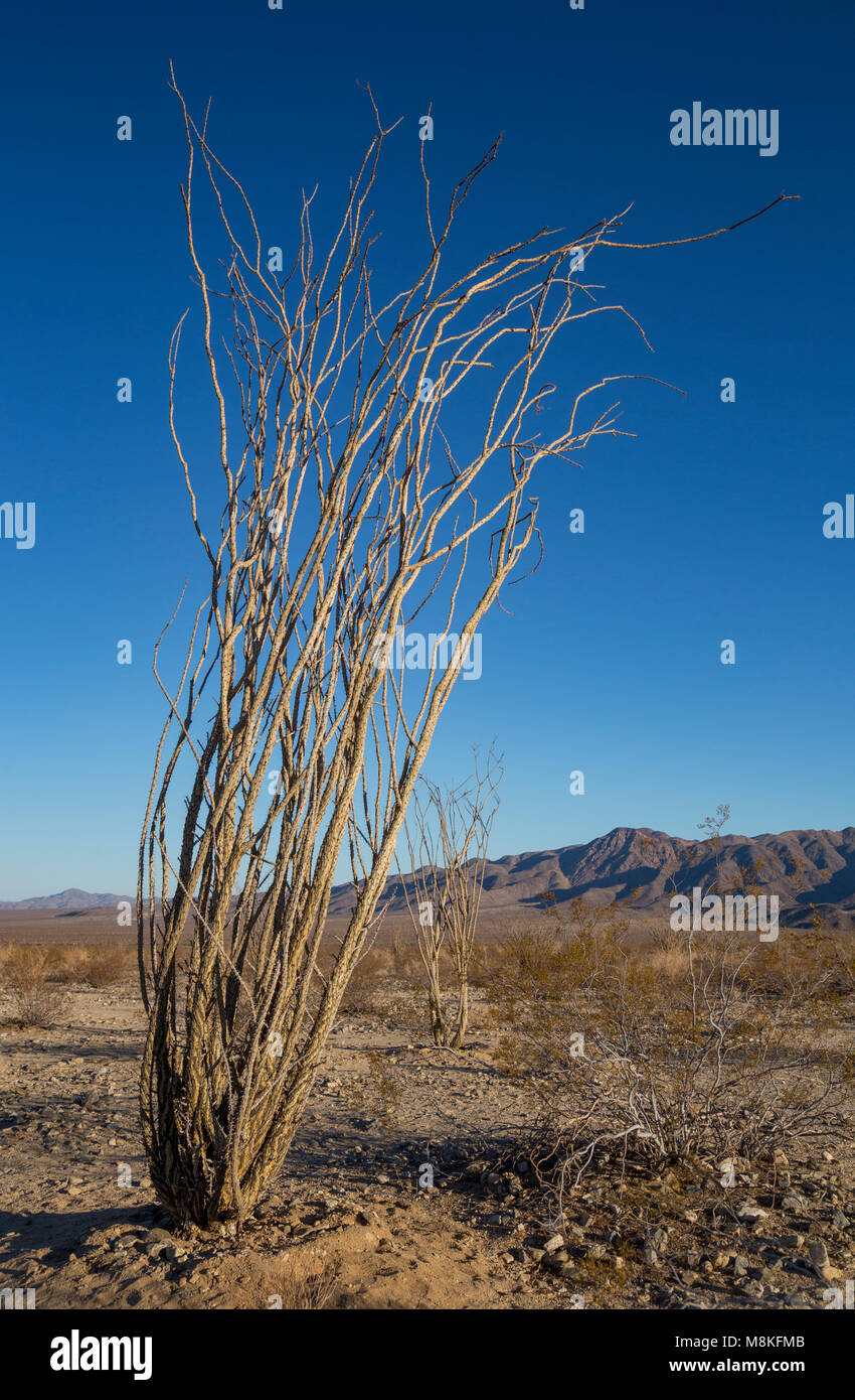 Ocotillo Plant Dormant