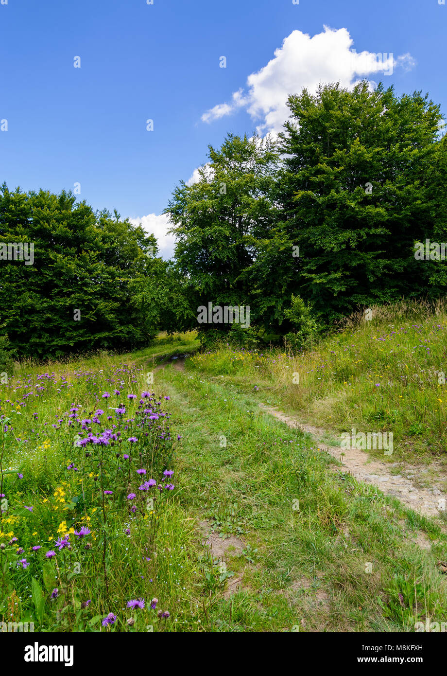 wide path through meadow in to the forest. beautiful summer nature ...