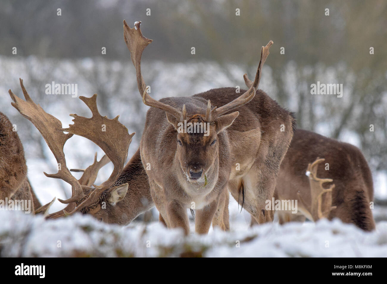 Stag in snow hi-res stock photography and images - Alamy