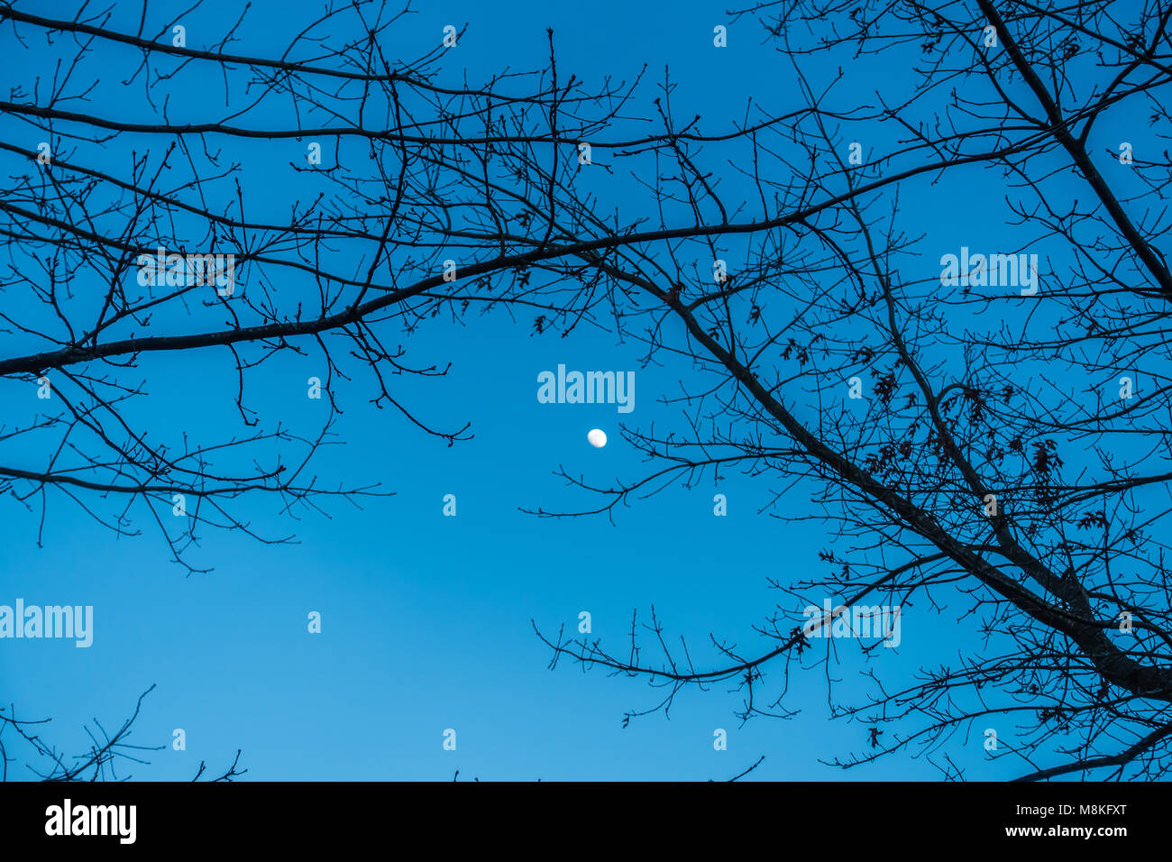 Moon behind tree abstract hi-res stock photography and images - Alamy