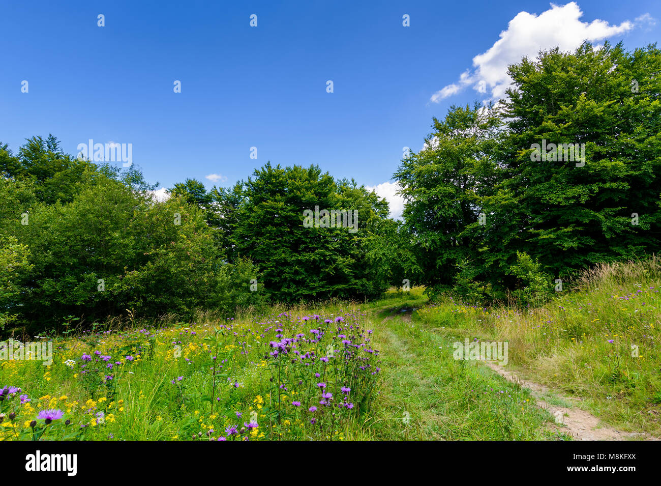 wide path through meadow in to the forest. beautiful summer nature ...