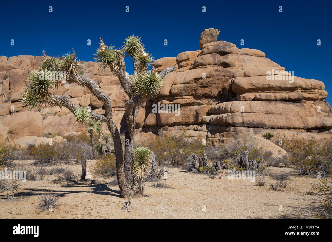 Rock Split By Tree High Resolution Stock Photography and Images - Alamy
