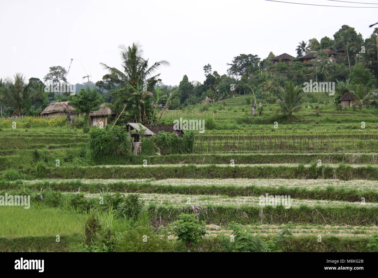 rice paddies on Bali Stock Photo - Alamy