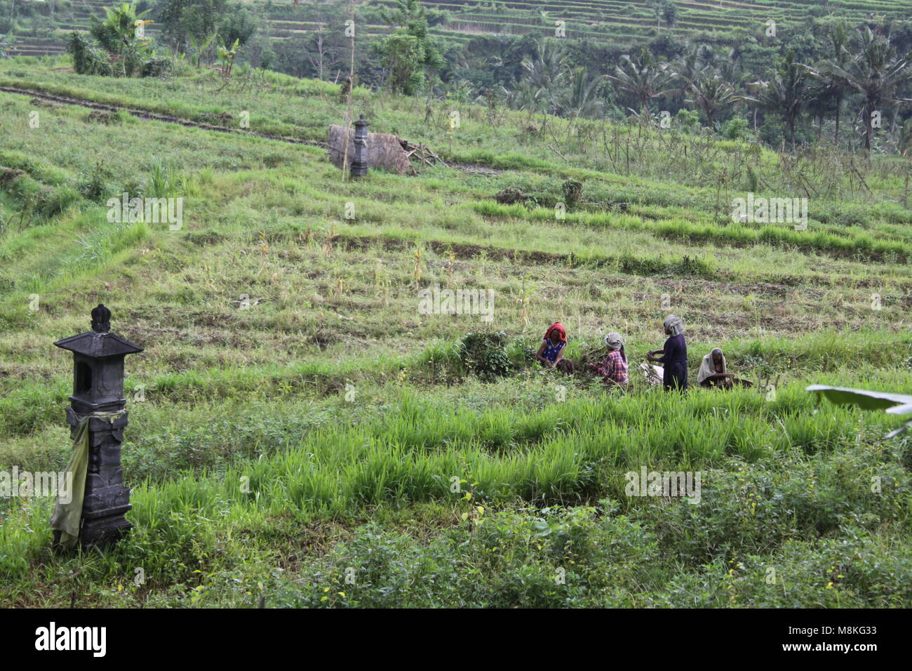 rice paddies on Bali Stock Photo - Alamy