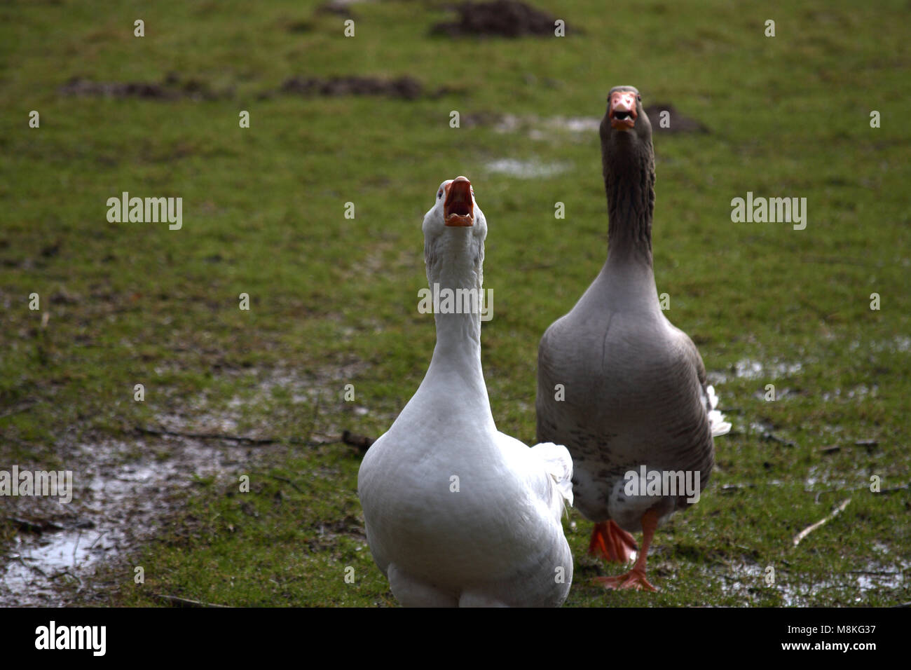 Hissing geese hi-res stock photography and images - Alamy