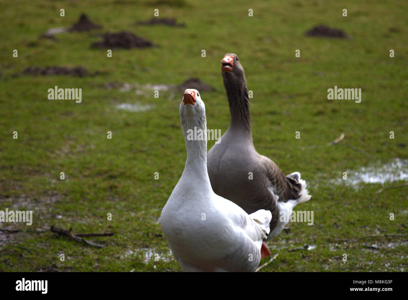 A white and grey goose hissing and attacking in a green courtyard Stock ...
