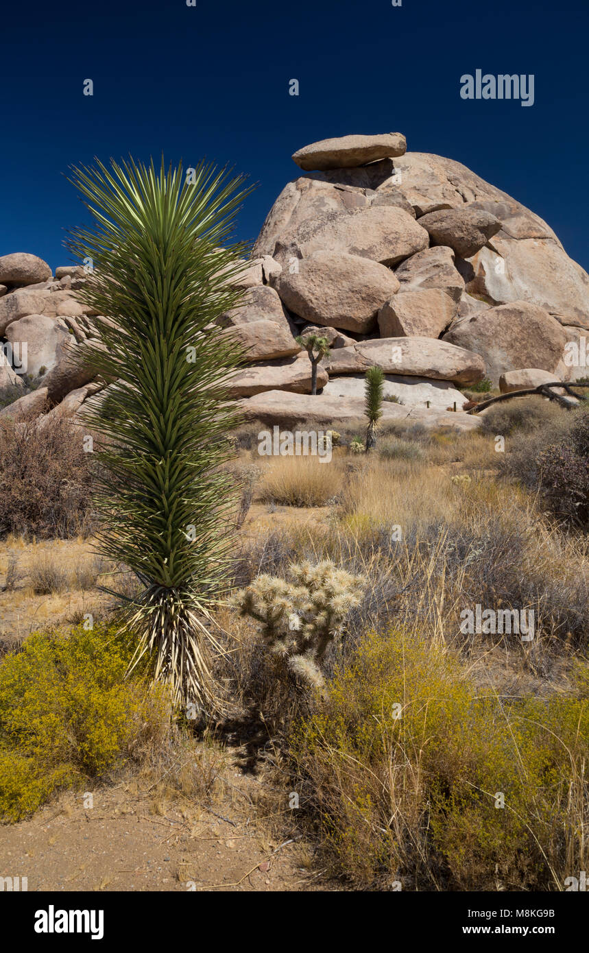 Cap Rock, Joshua Tree National Park, California, USA Stock Photo - Alamy