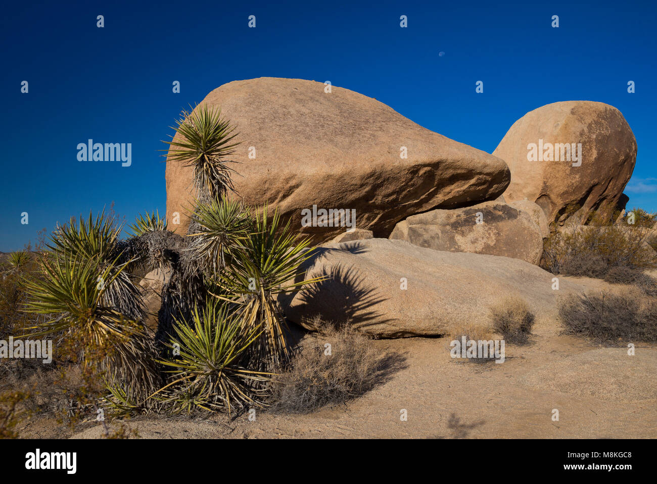 Pinto basin hi-res stock photography and images - Alamy