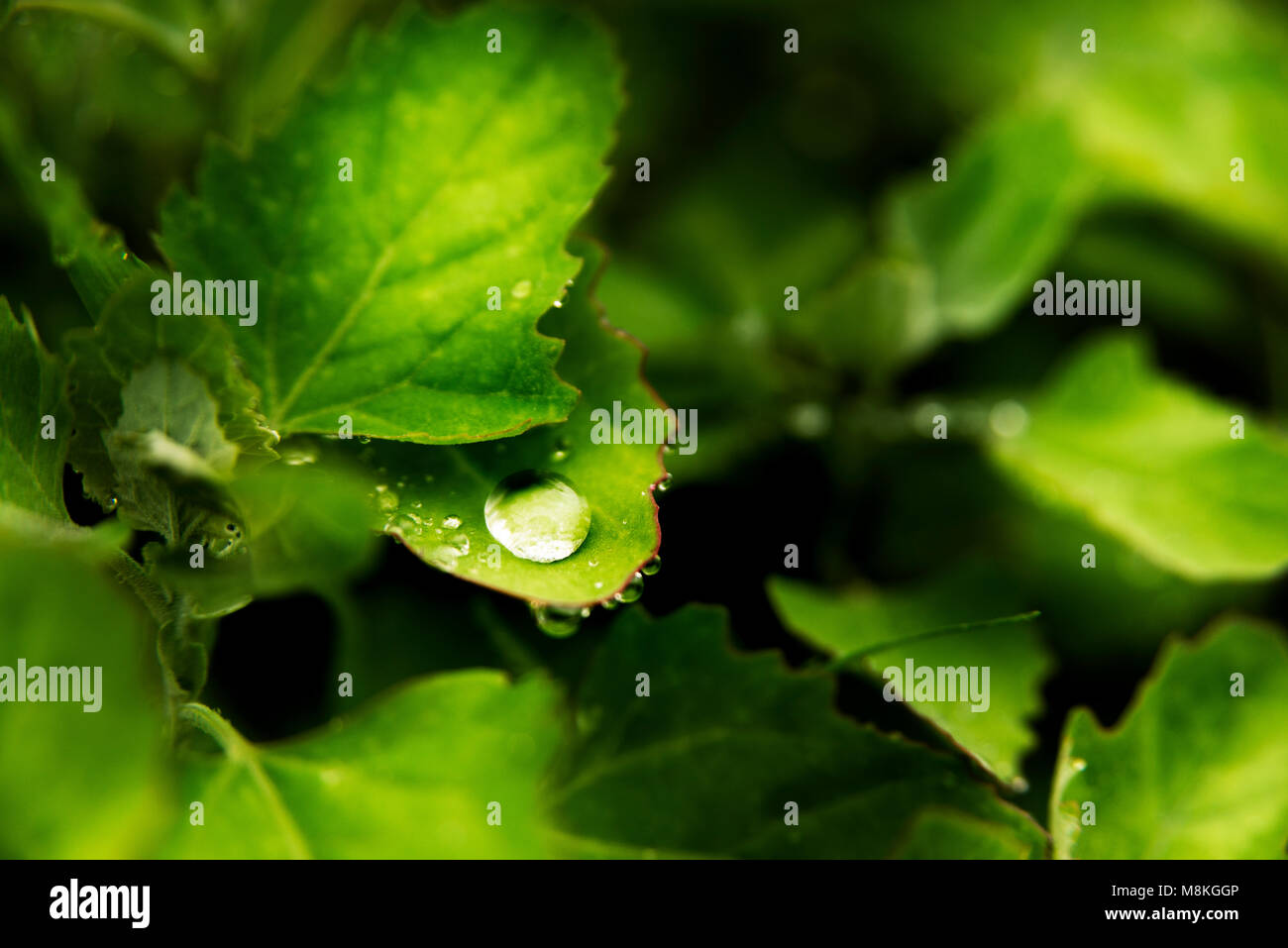 Leaves leaf rain water drop close up hi-res stock photography and ...