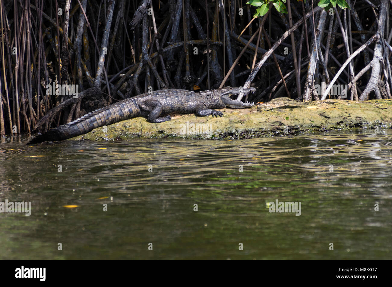 An American Crocodile sunning on a Mangrove islet at the mouth of the ...