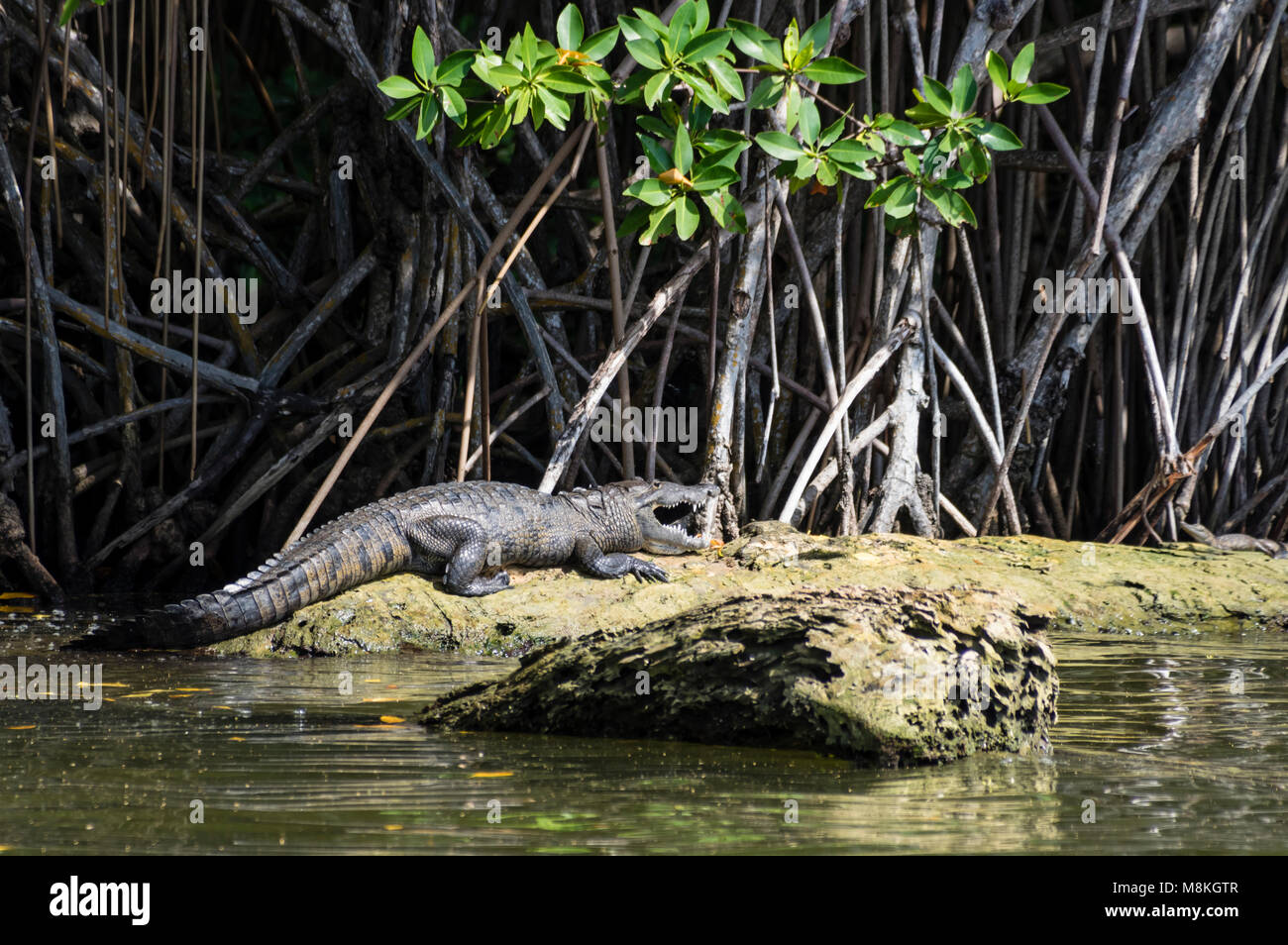 Mangrove trees on swamp hi-res stock photography and images - Alamy