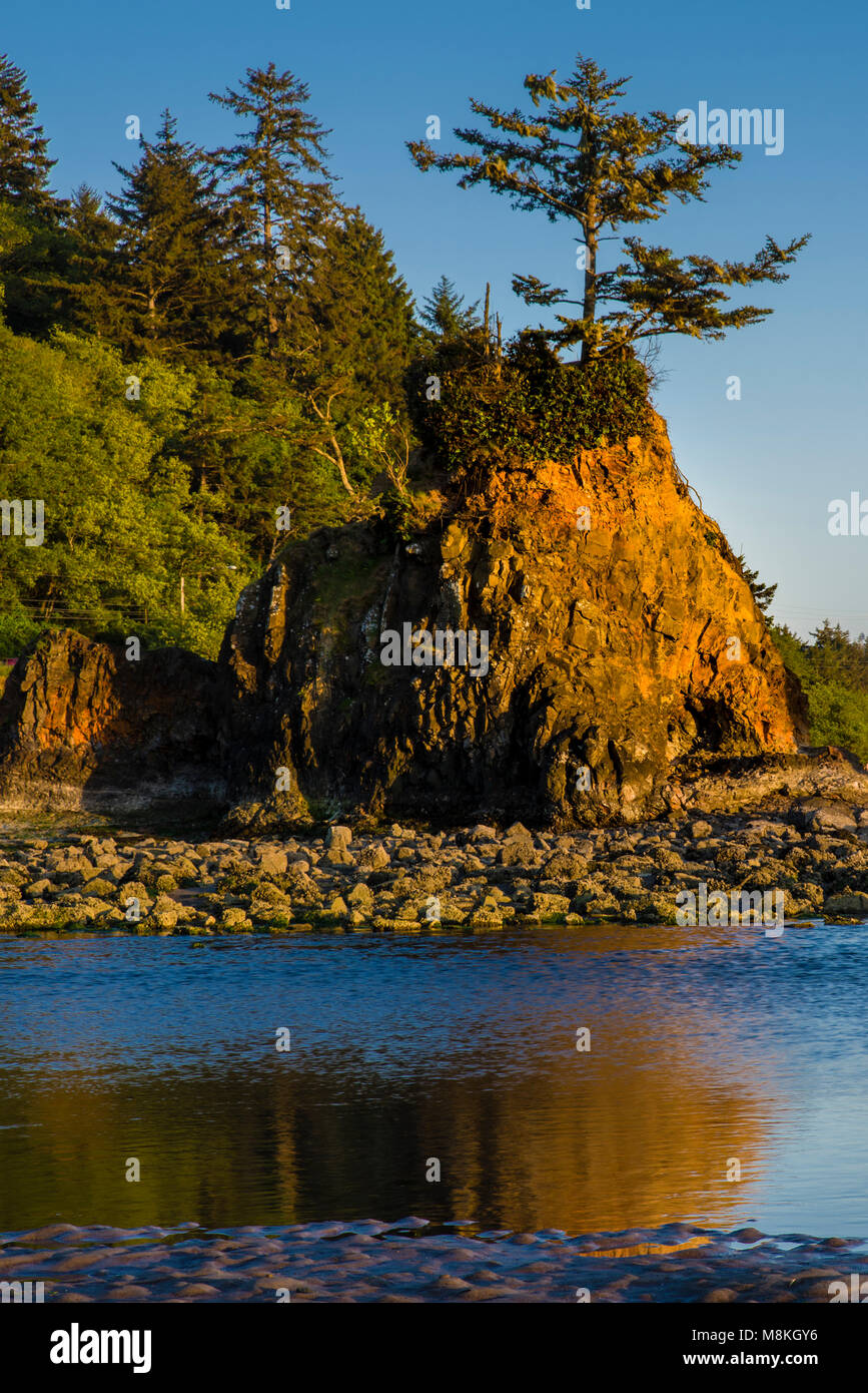 A lone tree struggles to survive atop a rock outcrop in a tidal pool of ...
