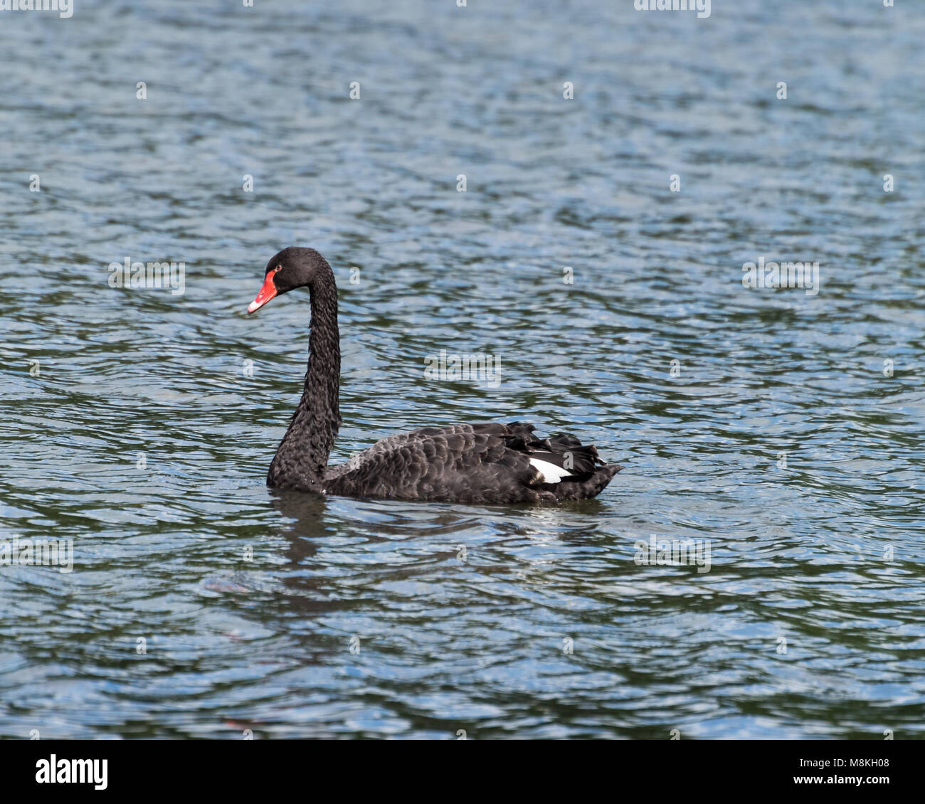 A beautiful black swan, Cycnus Atratus captured close up on the lake ...