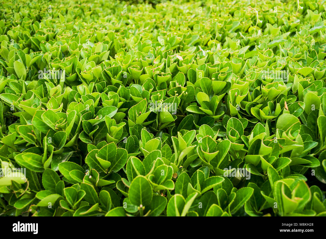 Beautiful green leaf bush in summer season Stock Photo - Alamy