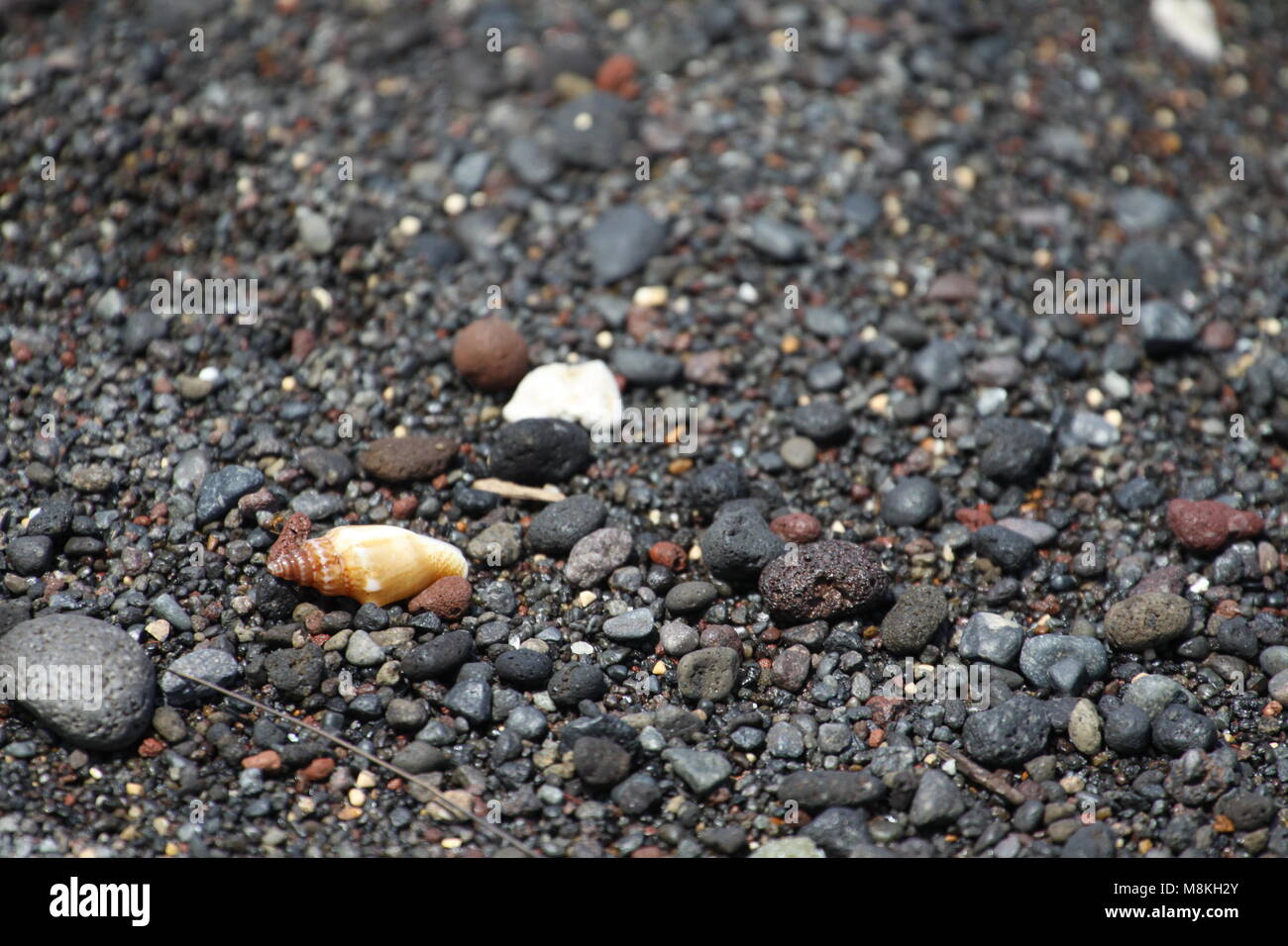 black pebbles at the beach with some shells Stock Photo - Alamy