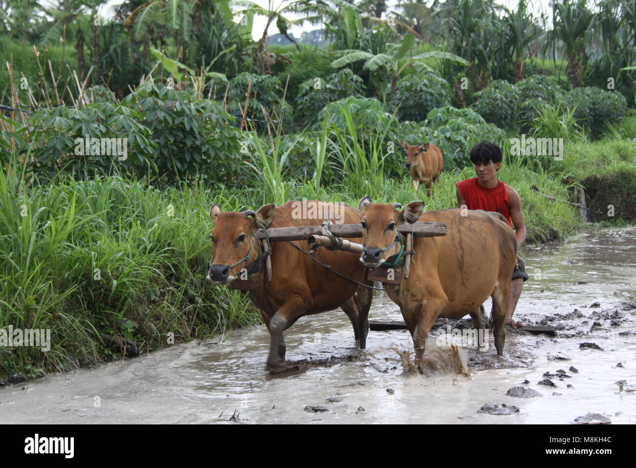 Two oxes hi-res stock photography and images - Alamy