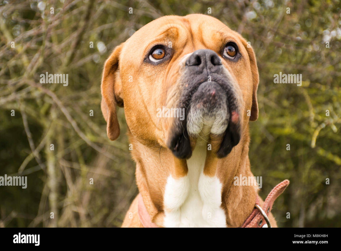 worried looking boxer type dog Stock Photo - Alamy