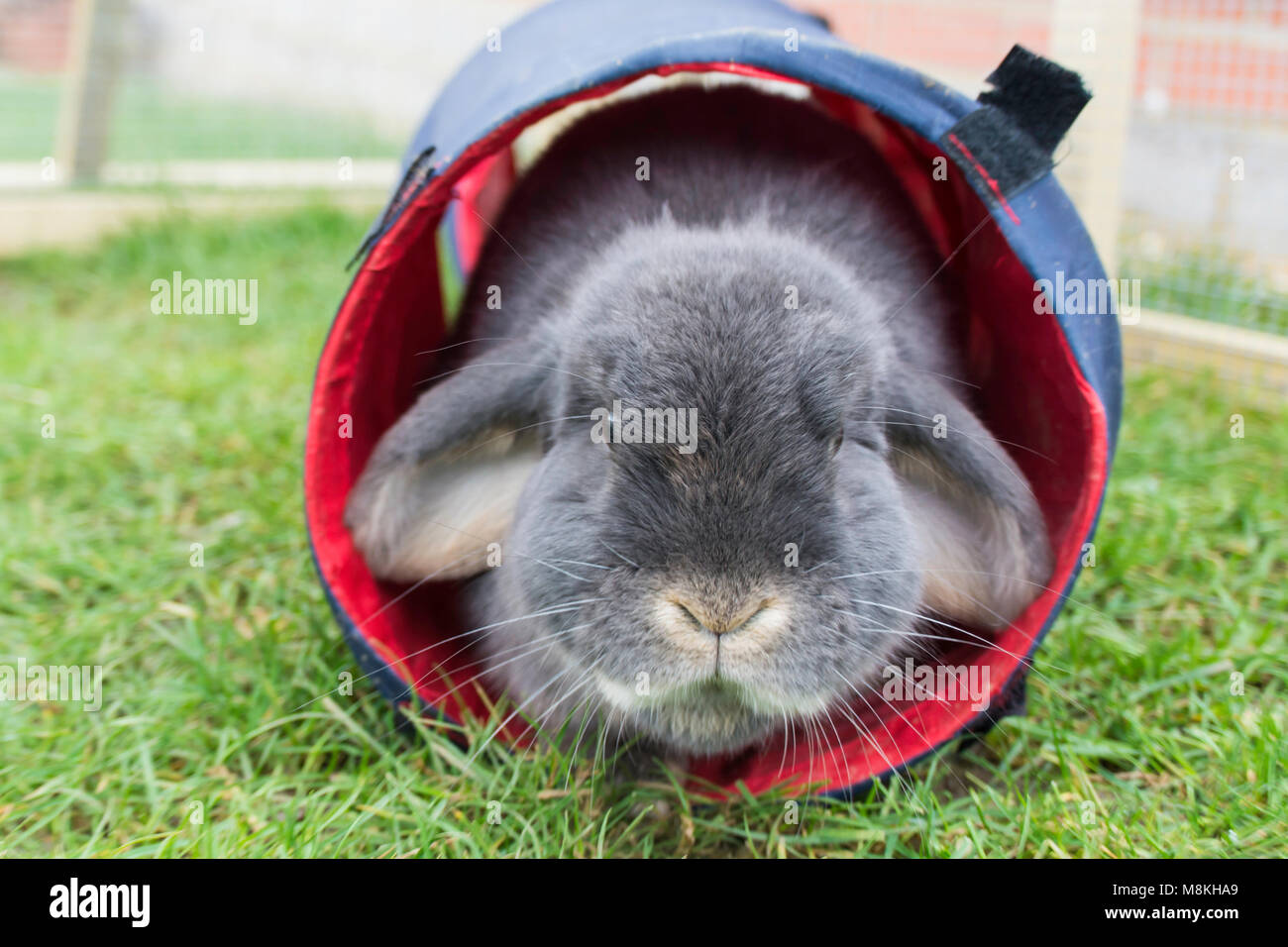 playful rabbit hiding in a tunnel Stock Photo - Alamy