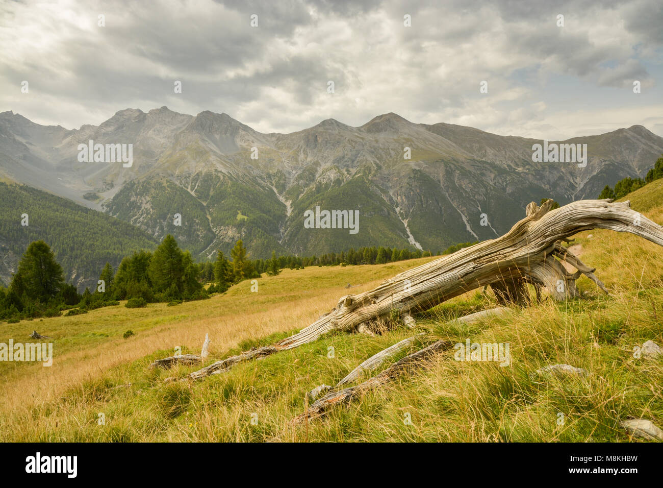 Switzerland National Tree