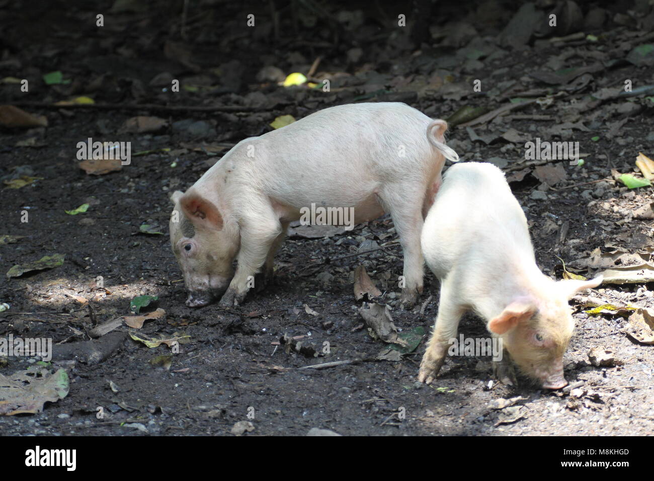 Pigs searching for food Stock Photo - Alamy