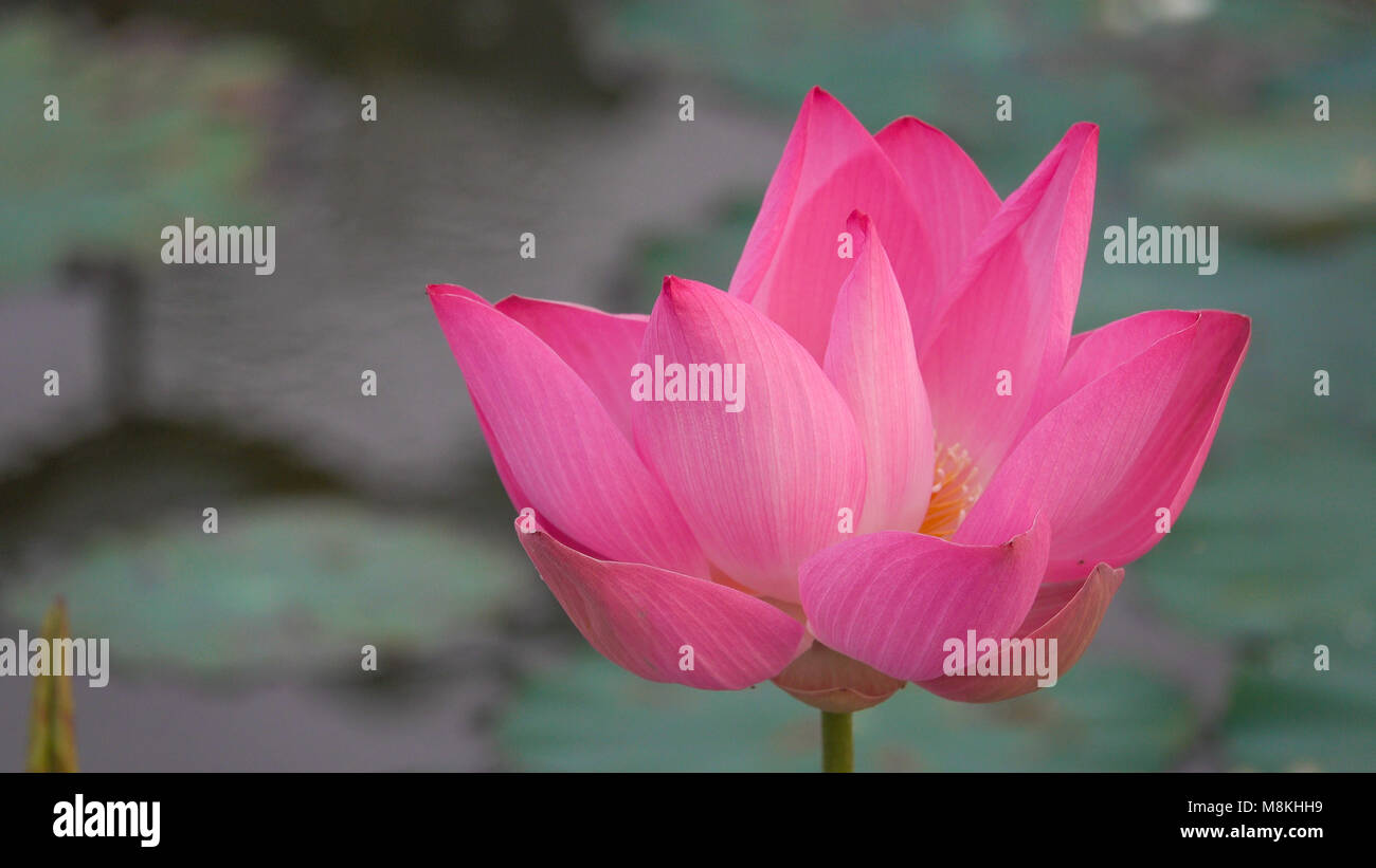 Pink lotus flower royalty high hi-res stock photography and images - Alamy
