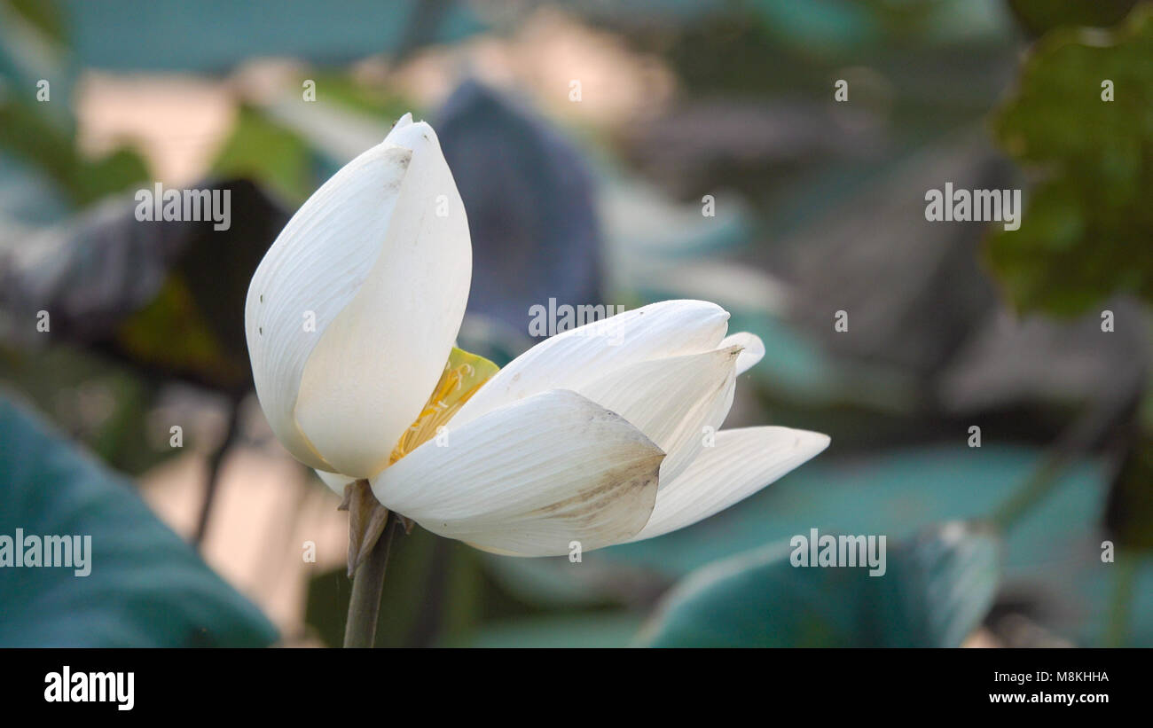 White lotus flower. Royalty high quality free stfock footage of ...