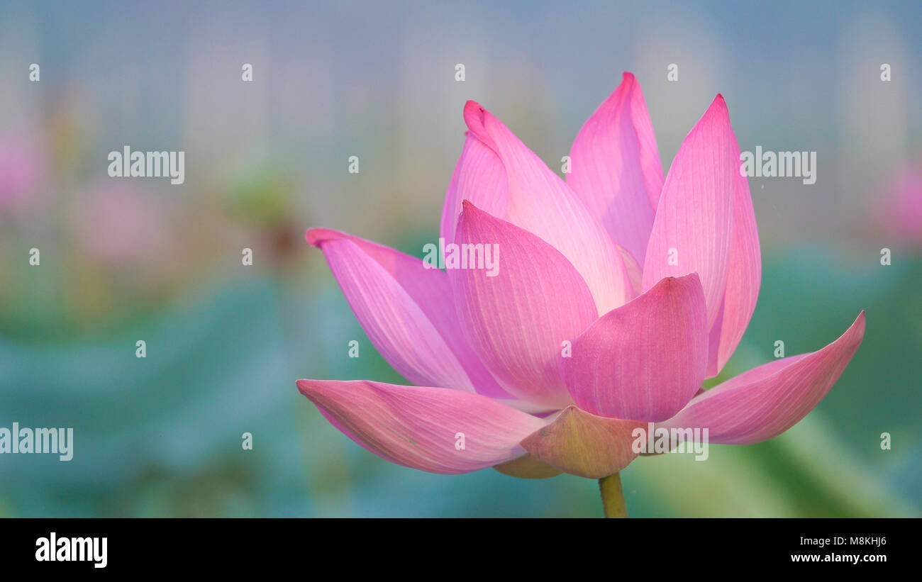 Pink lotus flower royalty high hi-res stock photography and images - Alamy