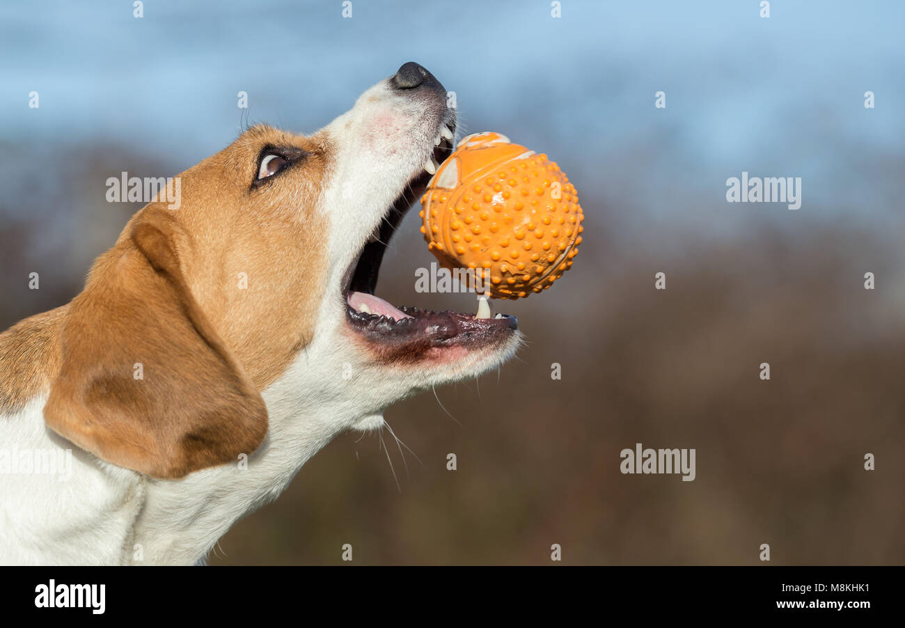 Dog catching a ball hi-res stock photography and images - Alamy