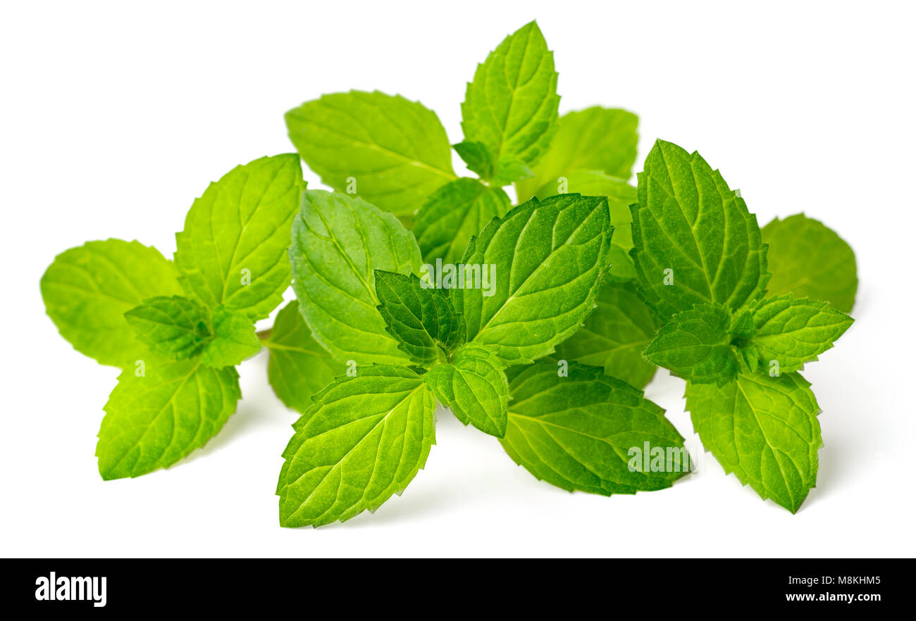 fresh herb, peppermint isolated on white background Stock Photo - Alamy