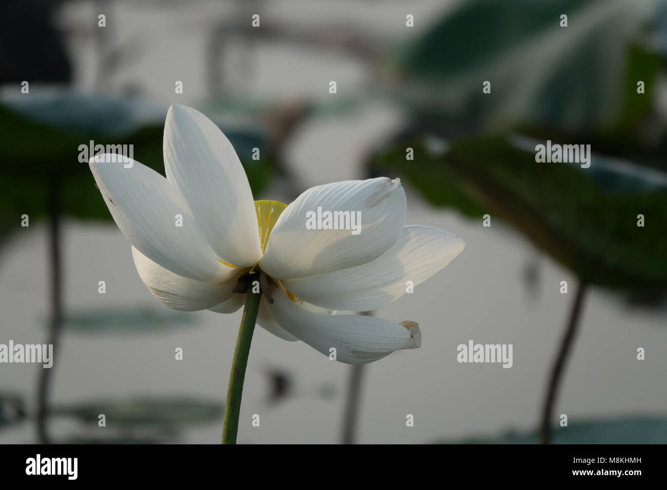 White lotus flower. Royalty high quality free stock image of a white ...