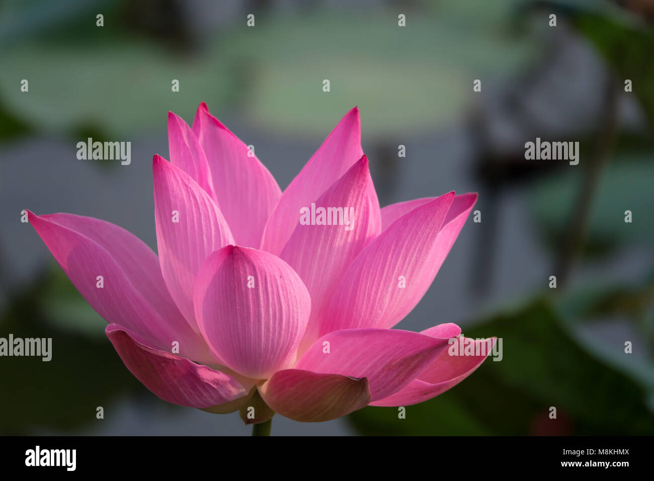 White lotus flower royalty hi-res stock photography and images - Alamy