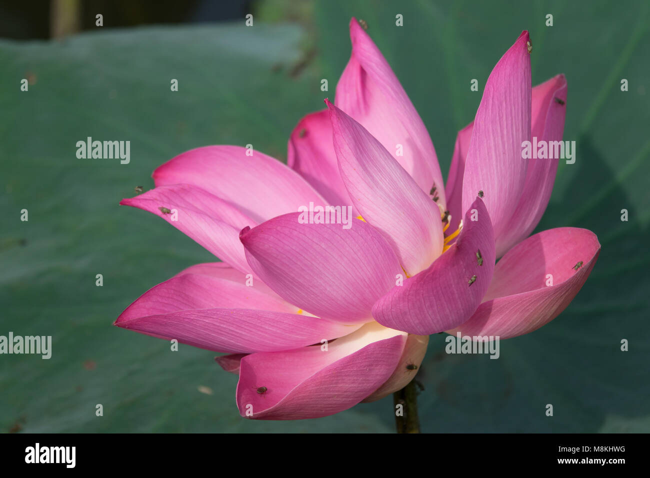 Pink lotus flower royalty high hi-res stock photography and images - Alamy