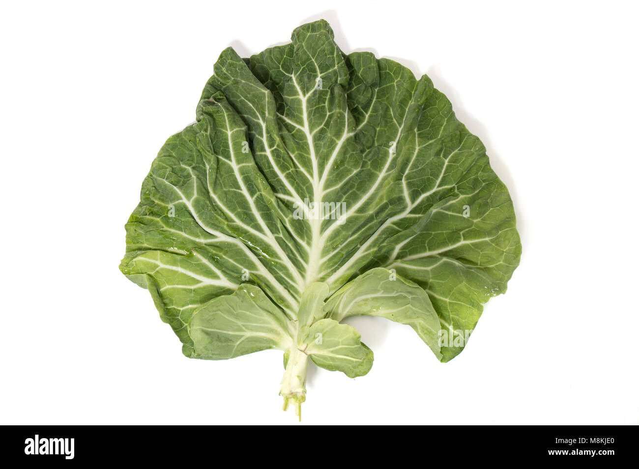 Green cabbage leaf isolated on a white background Stock Photo - Alamy