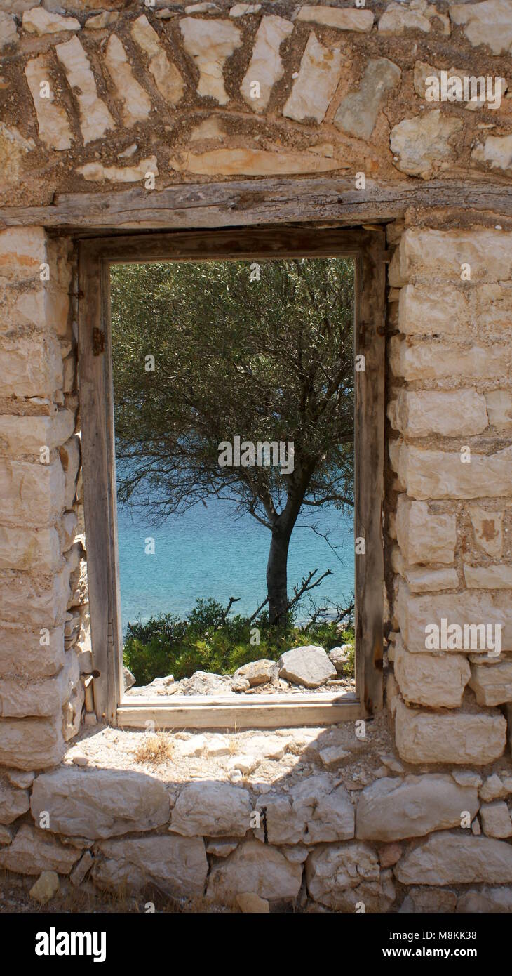 Olive tree viewed from the window of a ruined building. Port Leone ...