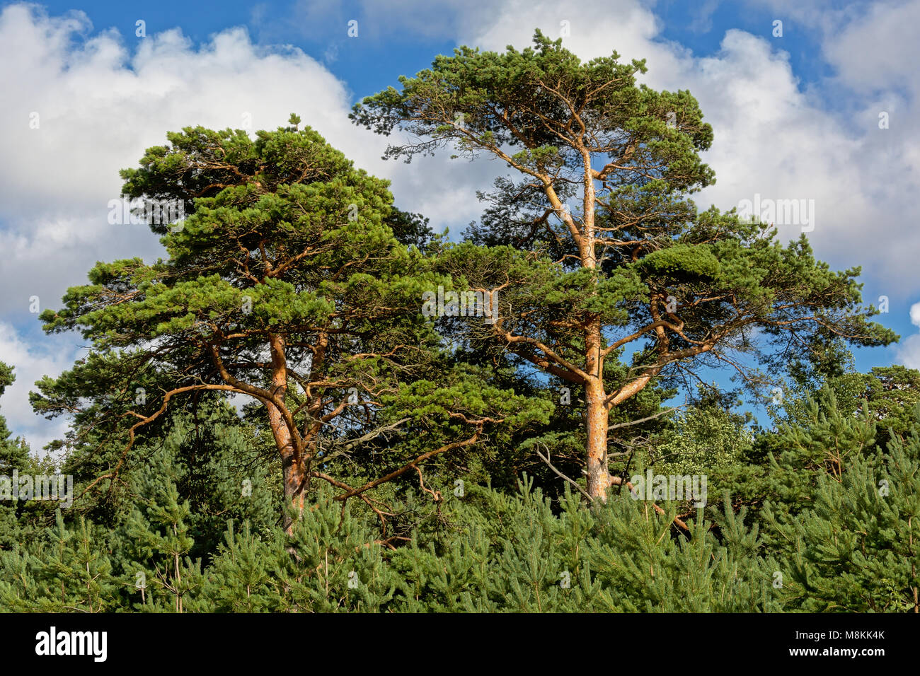 Pine tree crests in a LAtvian forest against blue sky with puffy clouds ...
