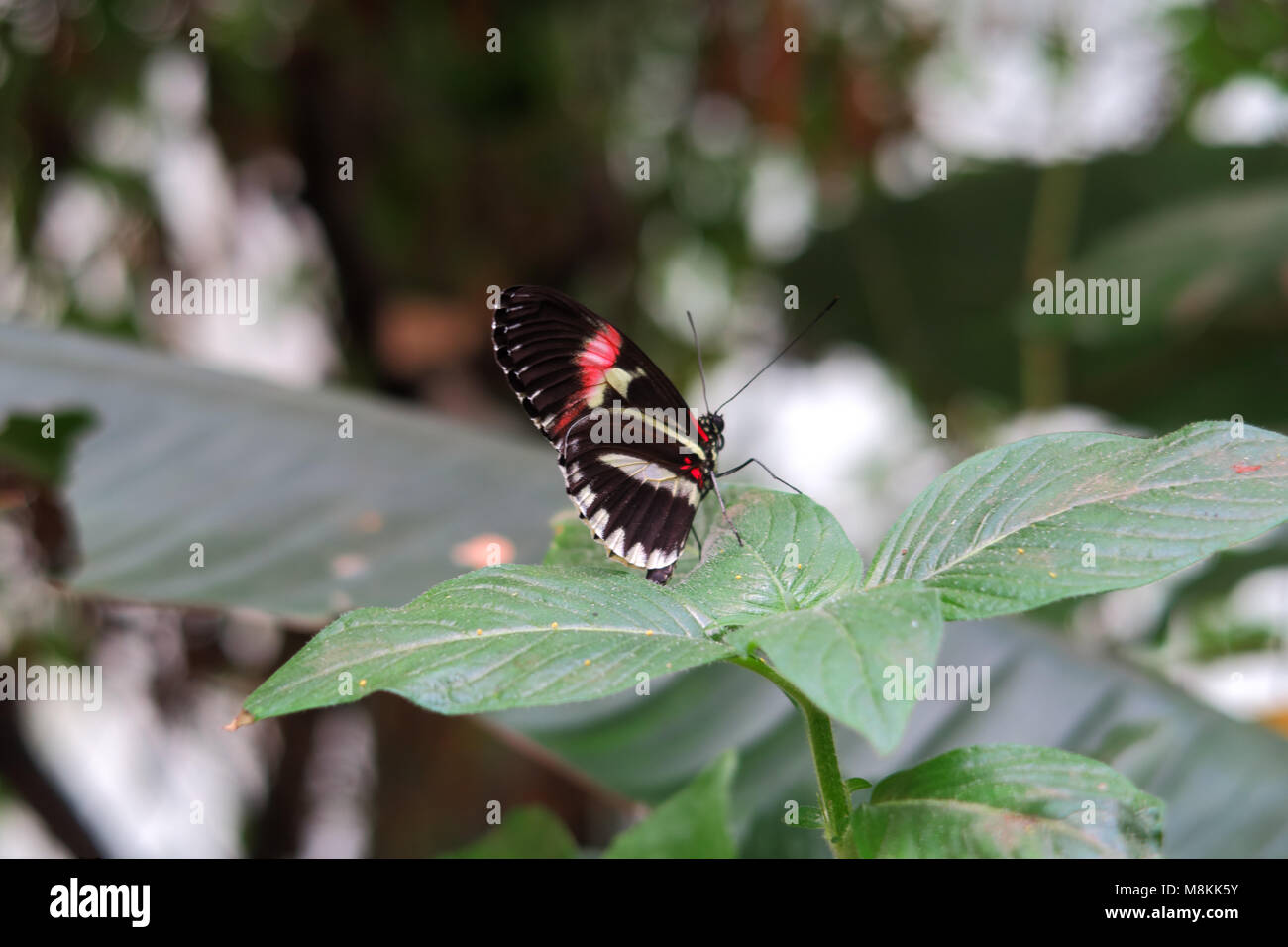 close up of the postman butterfly also known as Heliconius Melpomene ...