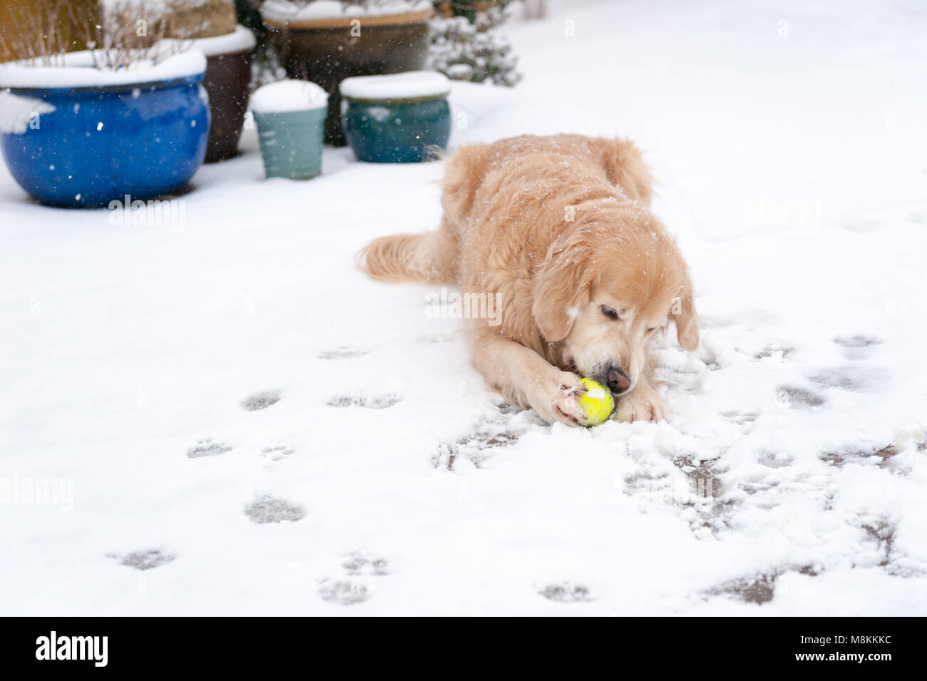 Golden retriever playing with a tennis ball in a snowy garden setting ...