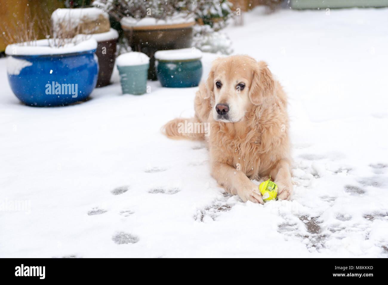 Golden retriever playing with a tennis ball in a snowy garden setting ...