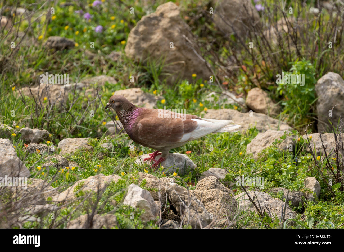 Gall bladders hi-res stock photography and images - Alamy