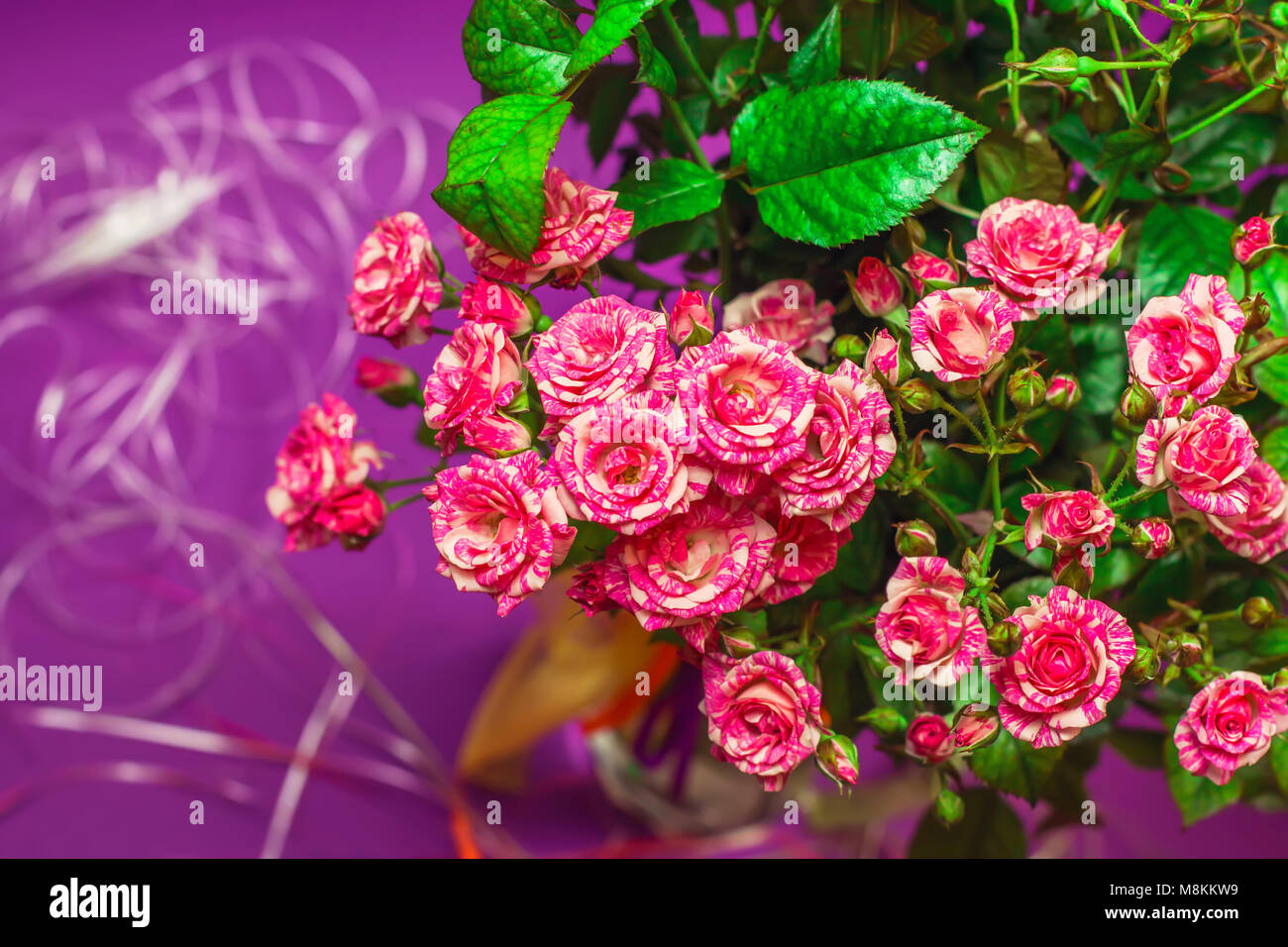 Red violet roses hi-res stock photography and images - Alamy