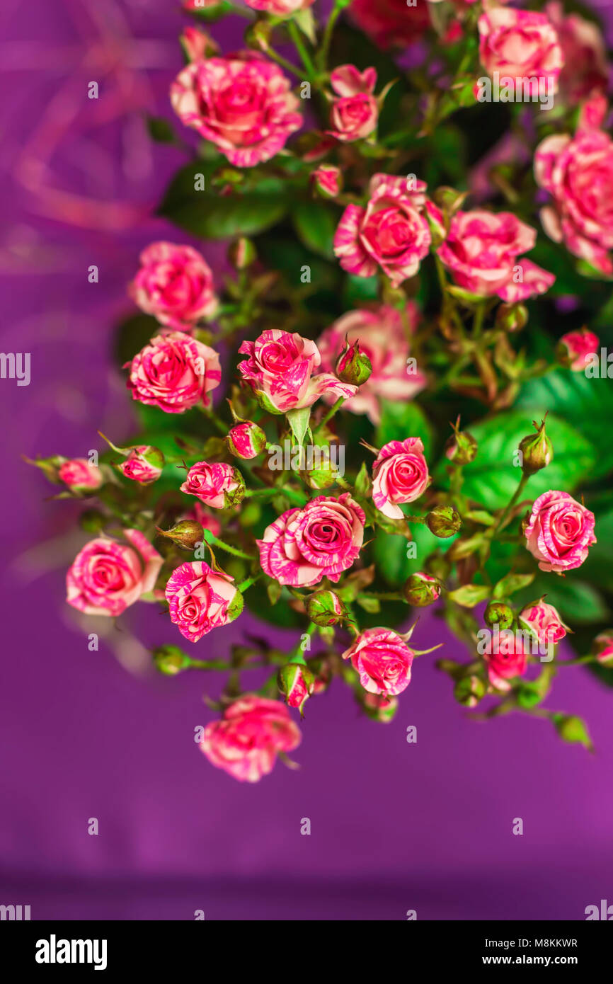 bouquet of small roses on violet background Stock Photo - Alamy