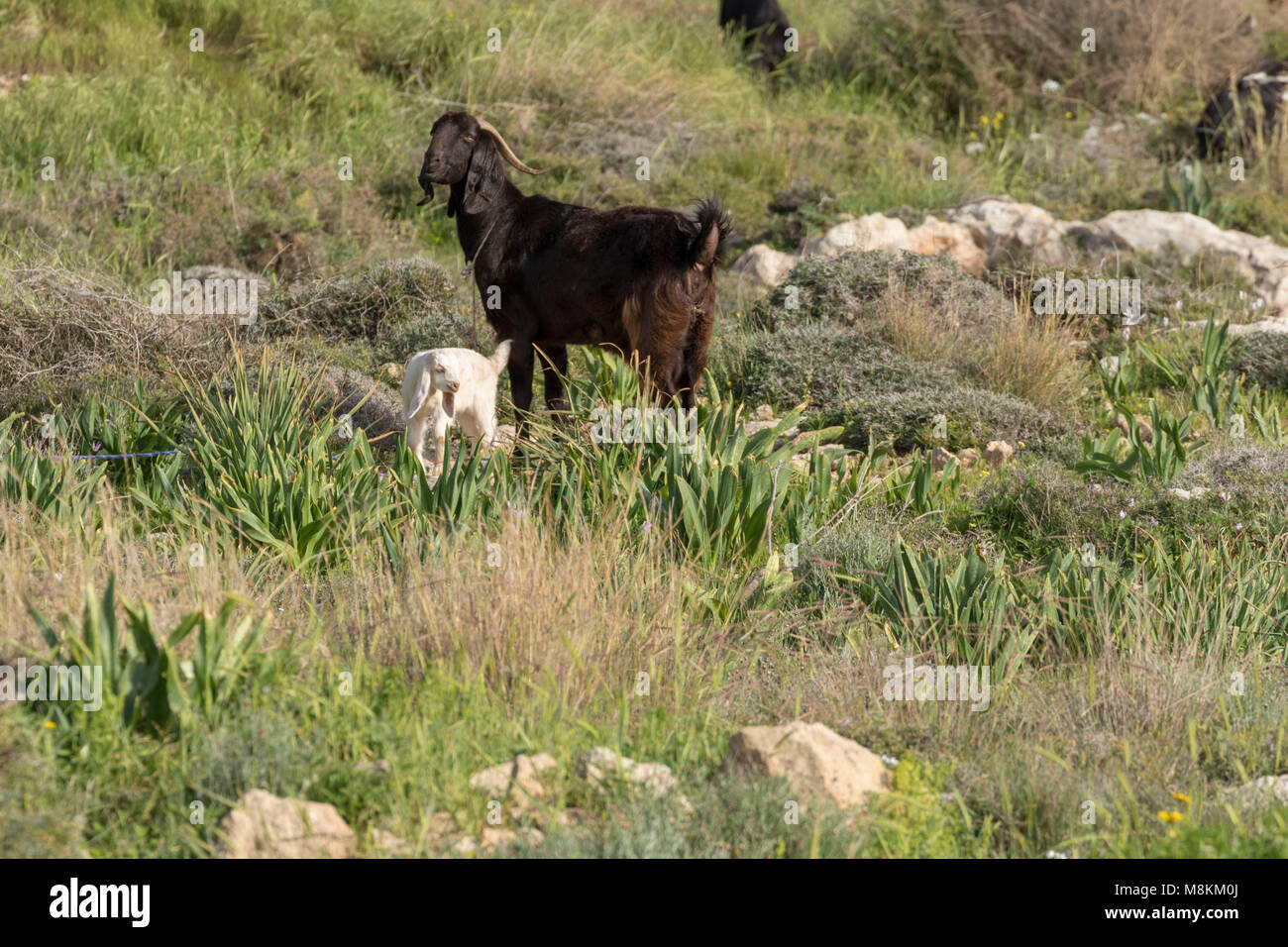 Cyprus Shami goat in vegetation in Kato-Paphos, Paphos, Cyprus ...