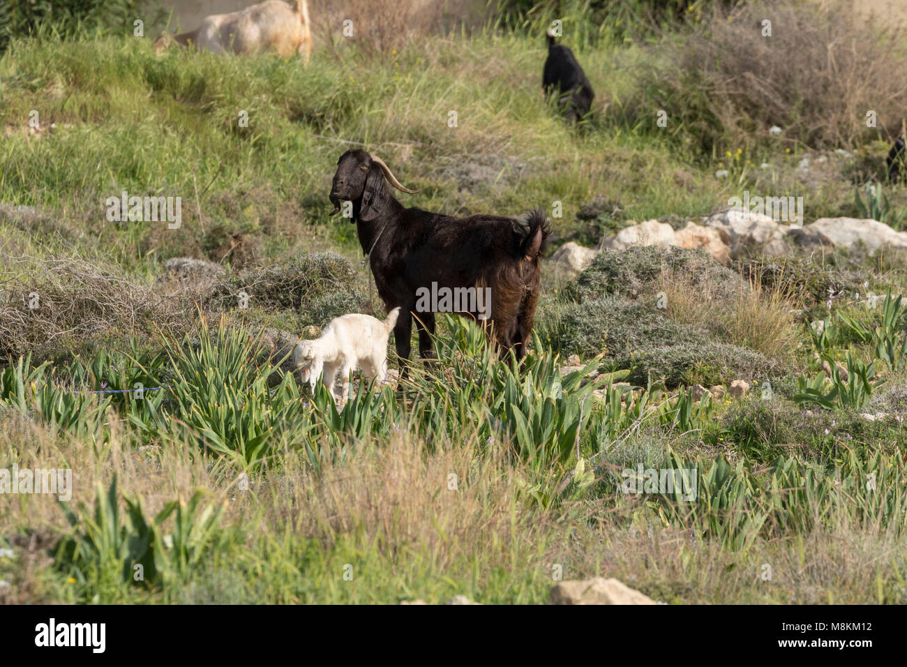 Damascus Goat High Resolution Stock Photography and Images - Alamy